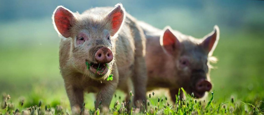 Manchester's Woodall’s Charcuterie Wins Coveted Good Pig Award | News ...